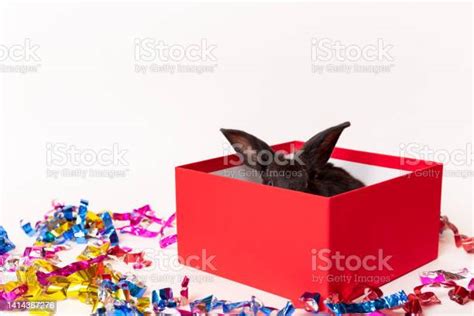 작은 검은 토끼는 색종이가있는 흰색 배경에 고립 된 빨간색 선물 상자에 앉아 있습니다 토끼는 동부 달력에 따라 2023 년의 상징입니다 크리스마스와 새해를위한 휴일 선물