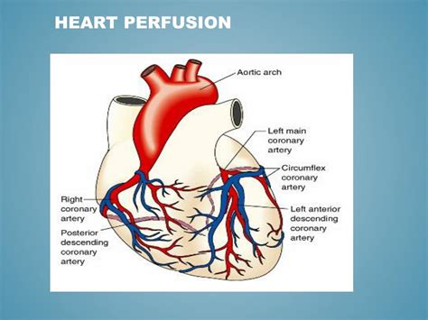 Ppt Cardiac Perfusion Powerpoint Presentation Free Download Id 5769328