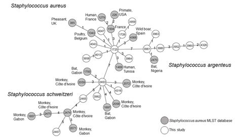 Figure 1 From Staphylococcus Aureus Complex In The Straw Colored Fruit Bat Eidolon Helvum In