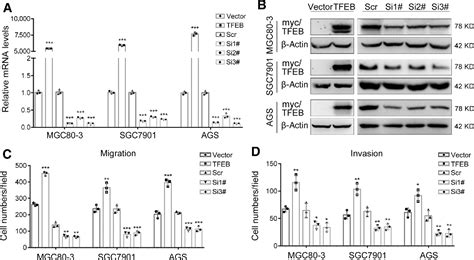 PDF Wnt β Catenin Signaling Axis Is Required for TFEB Mediated