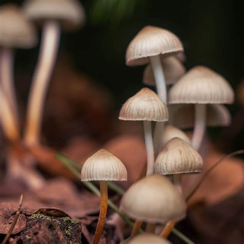 Why Choose A Psilocybin Retreat In Mexico Unveiling The Magic Of A