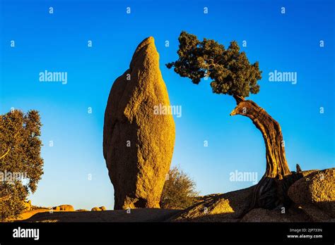 Balanced Rock And Juniper Joshua Tree National Park California Usa