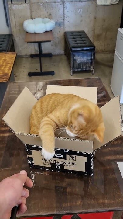 박스는 못 참지 Youtube