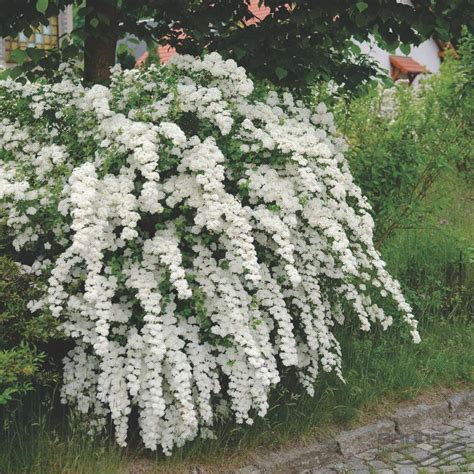 Спирея Вангутта (Spiraea Vanhouttei) - Diamond Garden