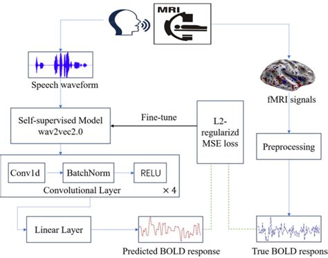 논문 리뷰 Refining Self Supervised Learnt Speech Representation Using Brain Activations