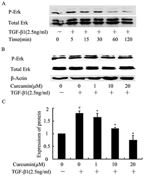 Effects Of Curcumin On Tgf B1 Induced Erk Phosphorylation In Hk 2