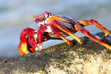 Ecdysozoa Images Parcourir 1668 Le Catalogue De Photos Vecteurs Et