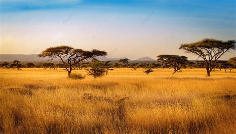 Golden Savanna With Scattered Acacia Trees Under A Vibrant Blue Sky
