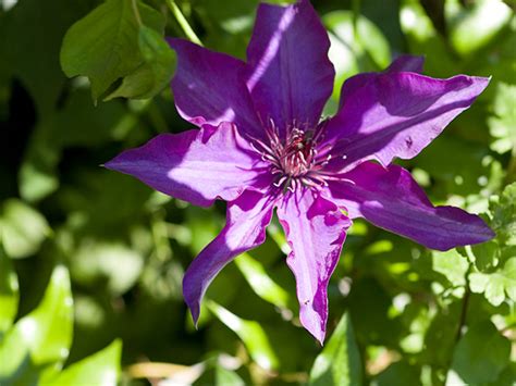 クレマチスてっせん 季節の花 淀 フリー写真素材