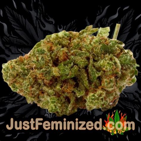 Buy Strawberry N Mango Jones By Connoisseur Genetics