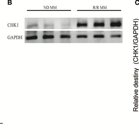 Atr Chk1 And Atm Chk2 In The Cell Cycle Pathway Download Scientific Diagram