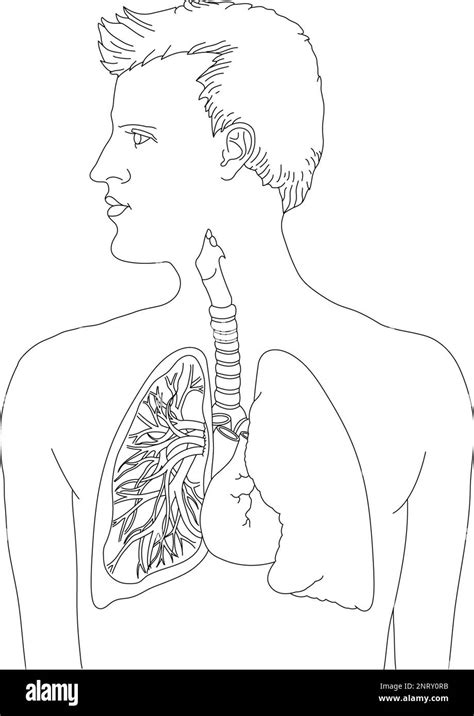 Blank Respiratory System Diagram