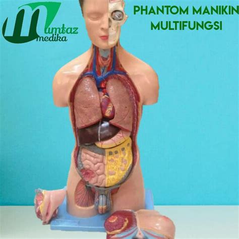 Jual Phantom Manekin Torso Organ Tubuh Manusia Multi Fungsi Dual Sex Shopee Indonesia