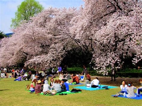 Cherry Blossom Festival Cherry Blossom Festival Hanami Japanese Cherry