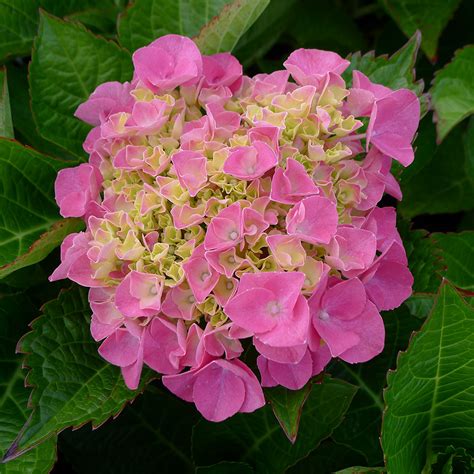 Hydrangea Mac Masja Houtmeyers Plantencentrum En Boomkwekerij Laakdal