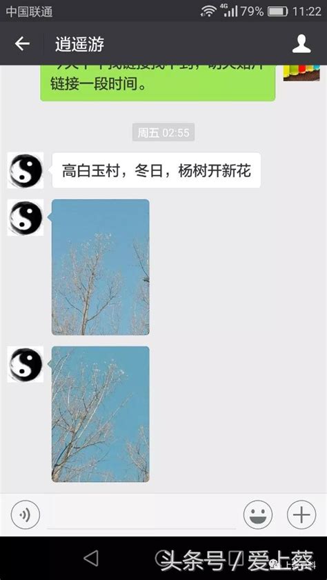 稀罕上蔡縣高白玉楊樹開花 每日頭條
