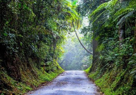 Zona Norte De Sp Abriga A Maior Floresta Urbana Do Mundo Guia Sp 24h