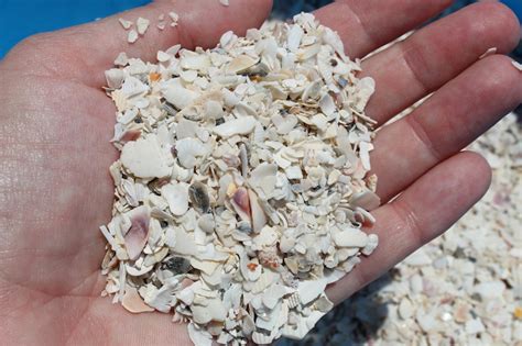 Natural Crushed Shells 1 Lb Broken Shells Shell Pieces Vase Filler Sanibel Island Crushed