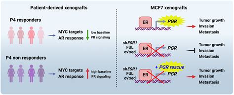 Clinically Relevant Models Reveal New Insights Into Patient Heterogeneity And Hormone Action In