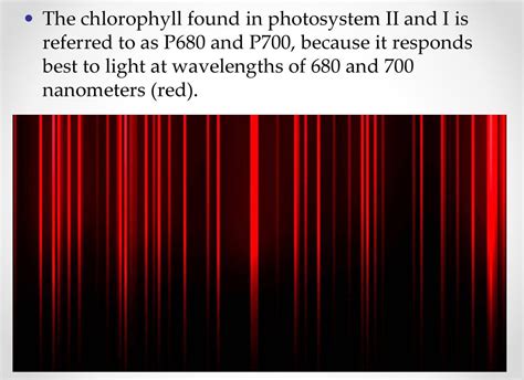 Photosynthesis Chloroplasts In Elodea 1250x Ppt Download