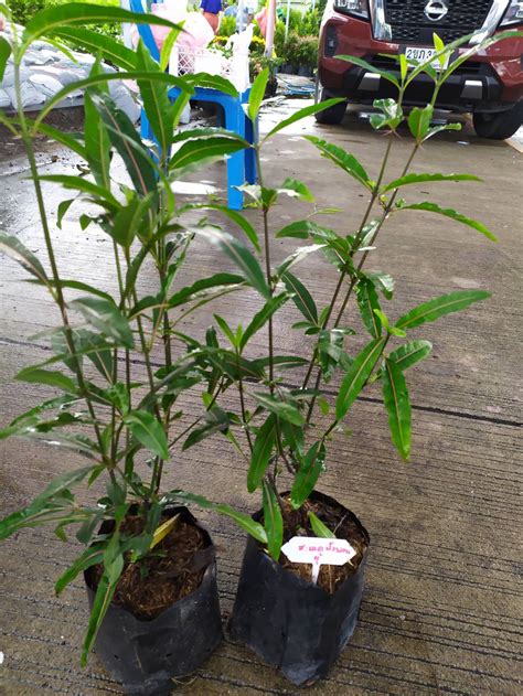 ต้นพันธุ์ เสลดพังพอน ตัวผู้ พืชสมุนไพรที่มีประโยชน์และสรรพคุณทางยาอย่างมากมาย พร้อมปลูก ถุงดำละ