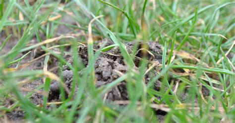 Worm Cast Products May Harm Earthworms Garden Organic