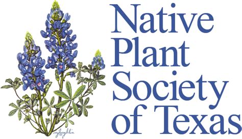 Texas Grasses Native Plant Society Of Texas
