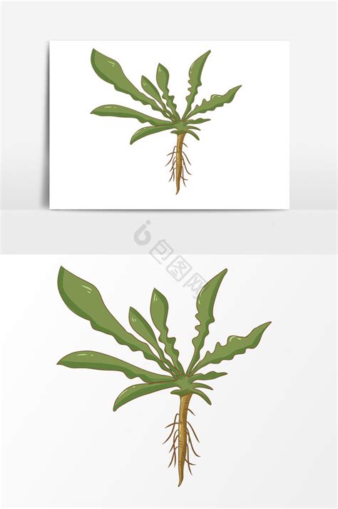 板蓝根图片 板蓝根素材免费下载 包图网