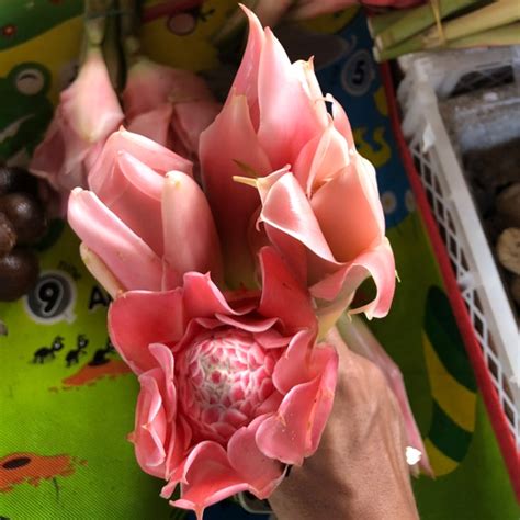 Bunga Kantan Masakan Fresh Dari Kampung Ginger Flower Torch Lily
