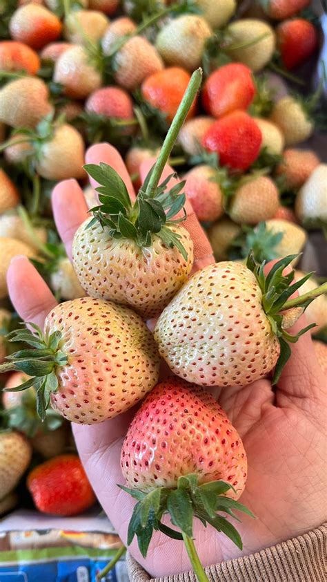 จ เซฟตี้ สตรอเบอรี่ จำหน่ายสตรอเบอรี่ดอยบ่อแก้ว เชียงใหม่ Facebook