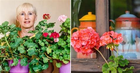 რა პირობები უნდა შევუქმნათ ნემსიწვერას რომ მთელი ზაფხული უხვად იყვავილოს