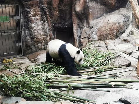 探访北京动物园熊猫馆 国宝吃竹子萌态十足