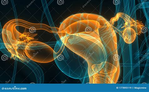 Female Internal Organs Diagram Female Organ System Diagram