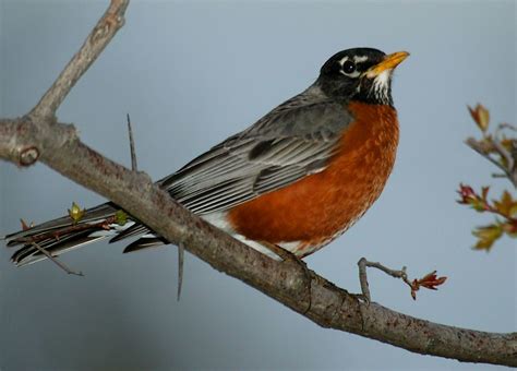 Robin Red Breast Robin Bird Robin Photos Robin