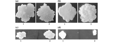 Morphology And Sliding Motility Of M Smegmatis A Morphology Of M Download Scientific Diagram