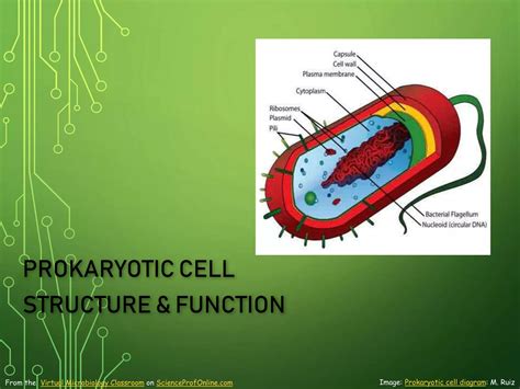 Prokaryotic Cell Structure Function Biology Lecture Powerpoint Vmcctpptx