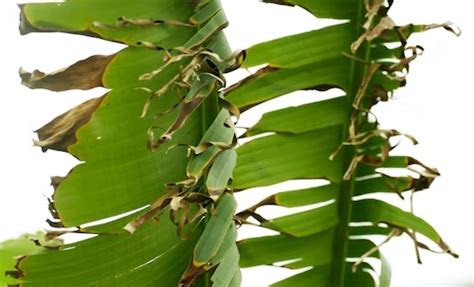 Production Technology For Banana Cultivation Kisanvedika BigHaat