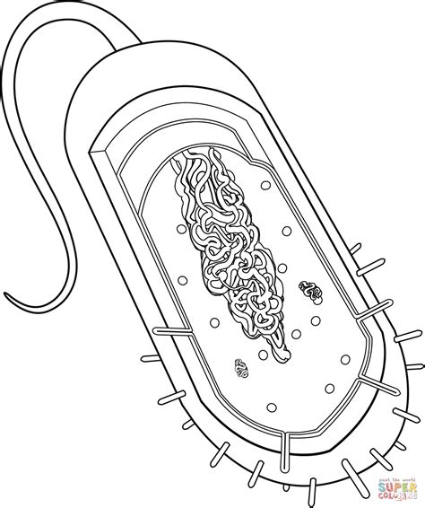 Desenho De Anatomia Da Célula Bacteriana Para Colorir Desenhos Para