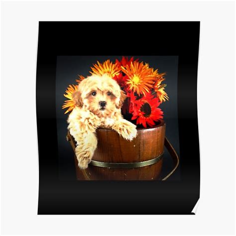 Cockapoo Puppies Poster For Sale By Corneliusdesign Redbubble