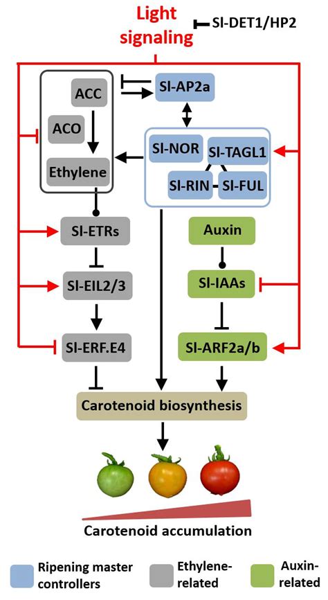 Frontiers Light Ethylene And Auxin Signaling Interaction Regulates