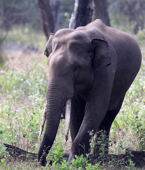 Elephas Maximus Indicus Asian Elephant India Population — Coke Smith