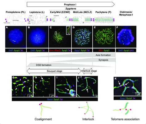 Stages Of Meiotic Prophase I In Zebrafish Immunofluorescence