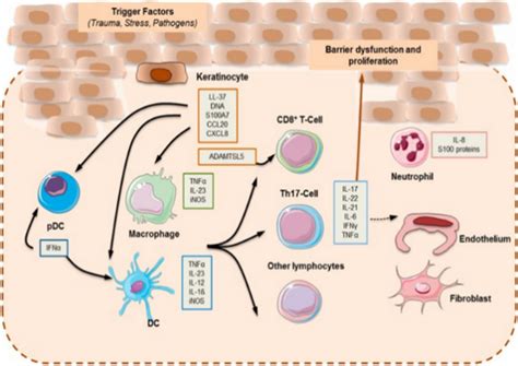 Psoriasis Comprehensive Review Of Pathogenesis Clinical Manifestations And Advancements In