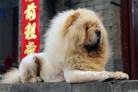 100 Chow Chow Names Ideas For Fluffy And Comforting Dogs Hepper Pet