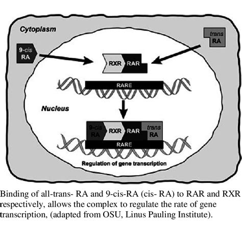 A Simplified Diagram Regulation Of Gene Expression Download