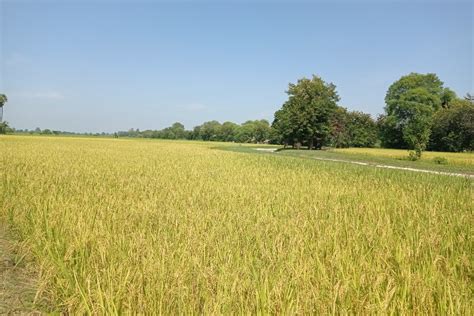 မင်းဘူး စကု မြို့နယ်တွင် မိုးစပါးဧက ၄၀၀၀၀ ကျော် ရေပေးဝေ စိုက်ပျိုးထား Information And Public