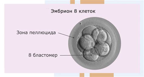 Классификация эмбрионов: оценка качества эмбрионов в программах ЭКО