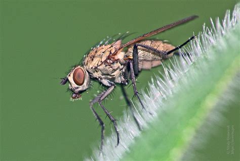 Photo 96117 Anthomyiidae Sp