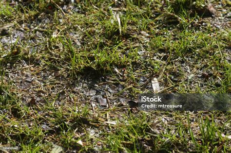 겨울의 끝에 유지 보수 후 파종 씨앗 젊어지게 습기와 진흙 녹색 잔디 잔디 잔디에서 신선한 녹색 잔디 촬영의 전체 프레임 이미지 전경에 초점을 맞추고 0명에 대한 스톡 사진