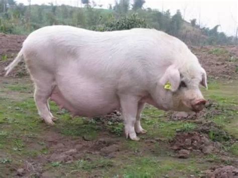 懷孕母豬限飼程度以母體況的評分來判斷你同意嗎 每日頭條